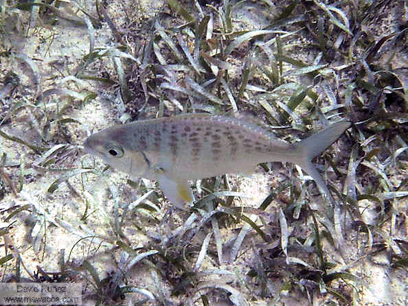 Mojarra Blanca - Yellow Fin Mojarra