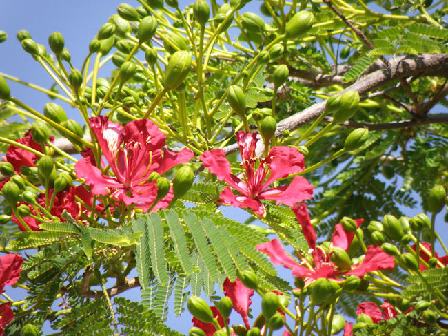 Tabachin - Royal Ponciana